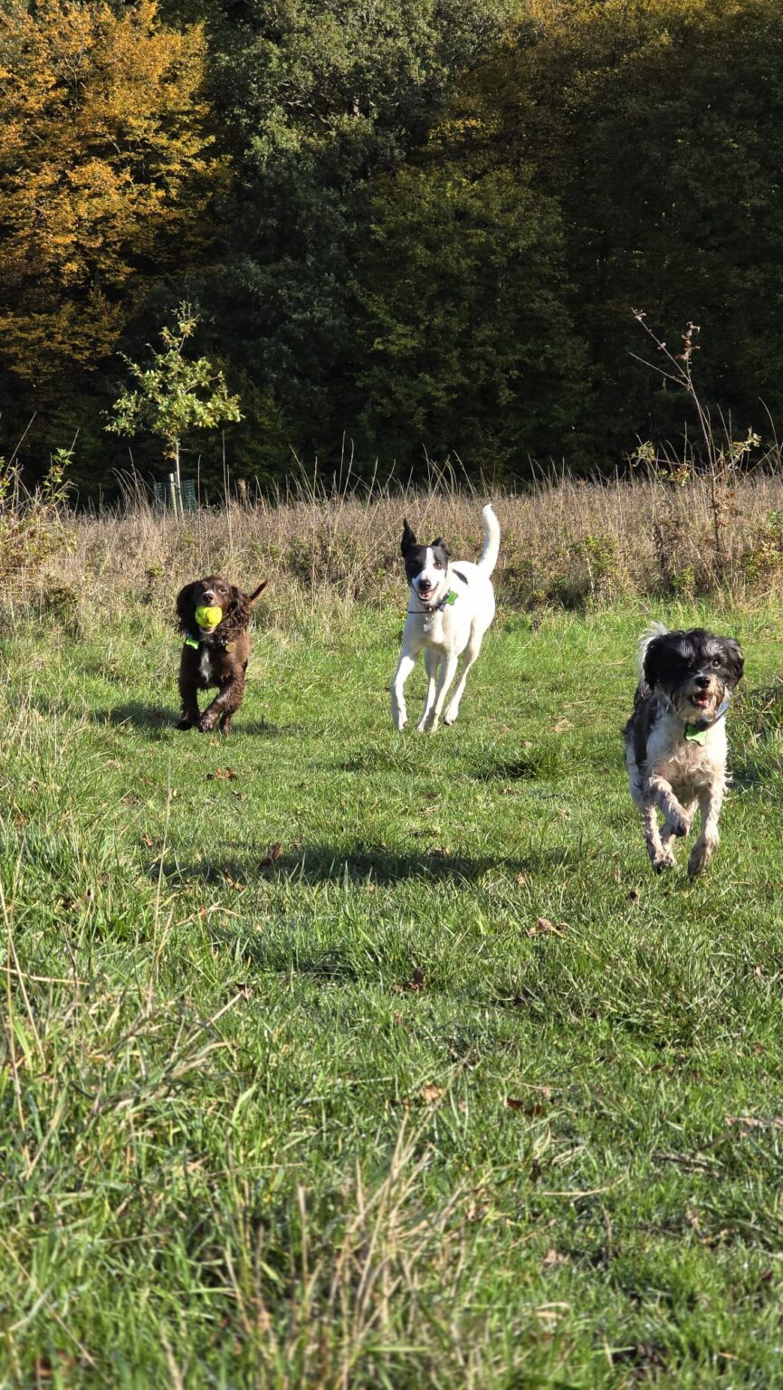 15 UK Dog Rescues and Charities to Consider Adopting a Dog From - Green ...