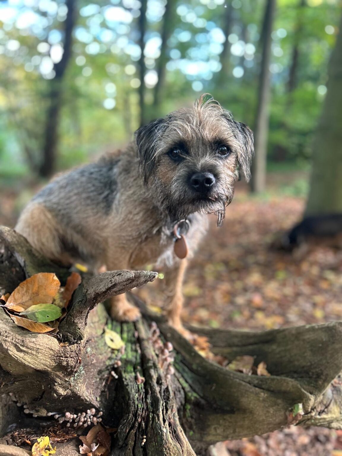 15 UK Dog Rescues and Charities to Consider Adopting a Dog From - Green ...