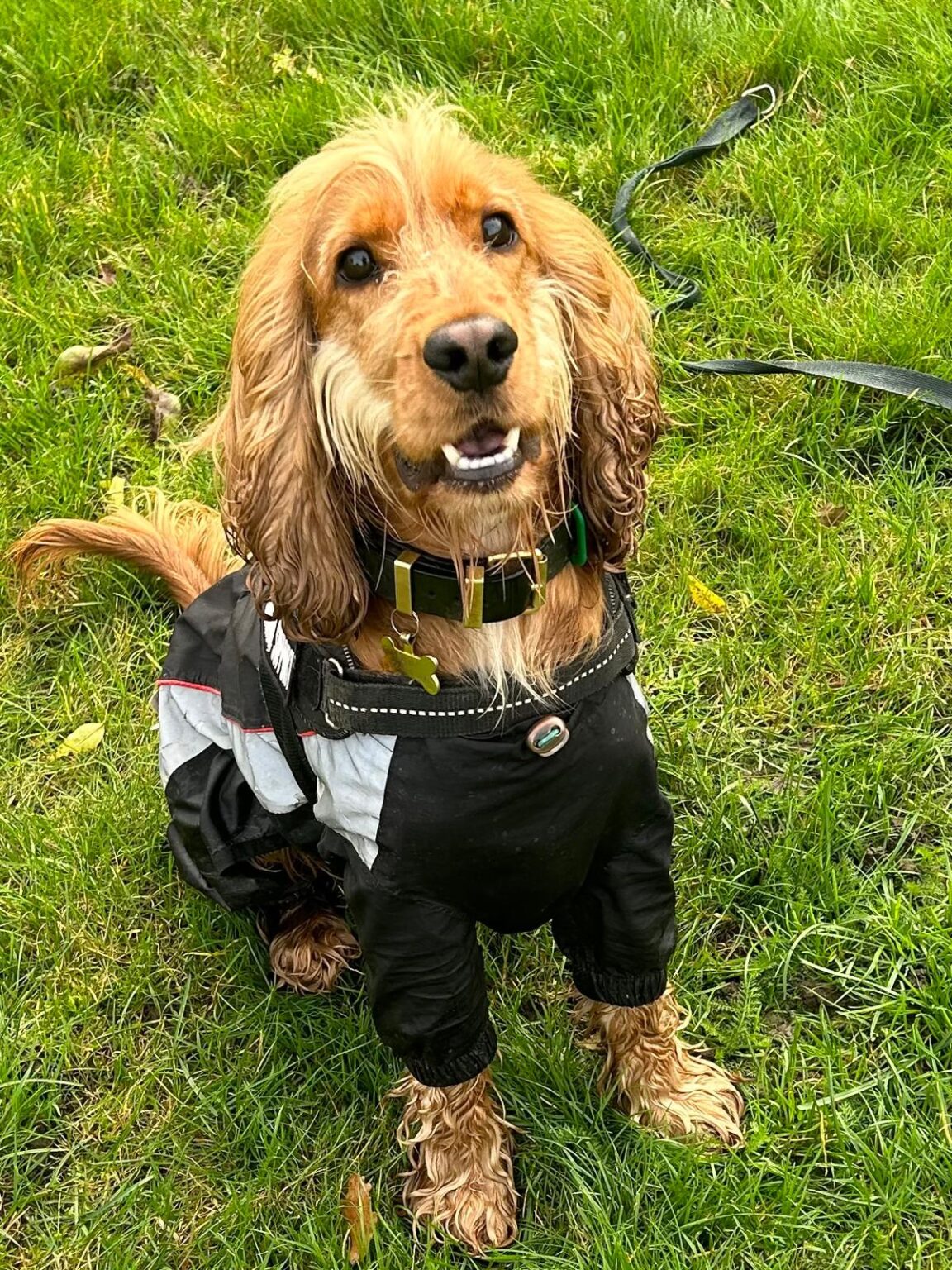 15 UK Dog Rescues and Charities to Consider Adopting a Dog From - Green ...