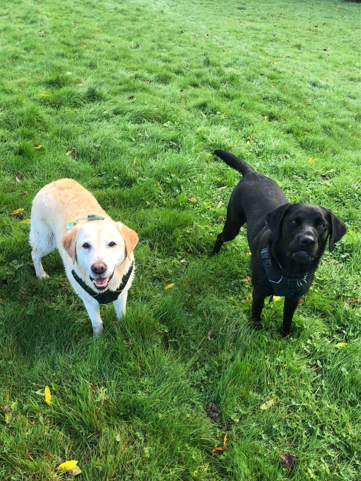 15 UK Dog Rescues and Charities to Consider Adopting a Dog From - Green ...