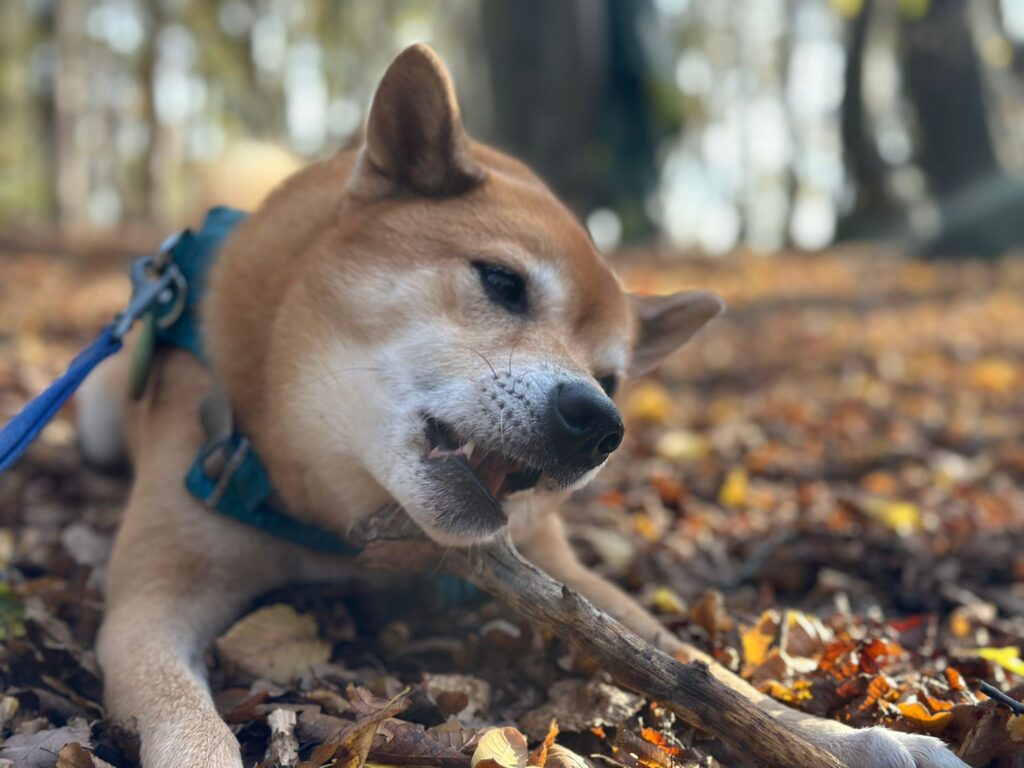 The Sassiness of Shiba Inus: 5 Fascinating Facts about this Breed ...